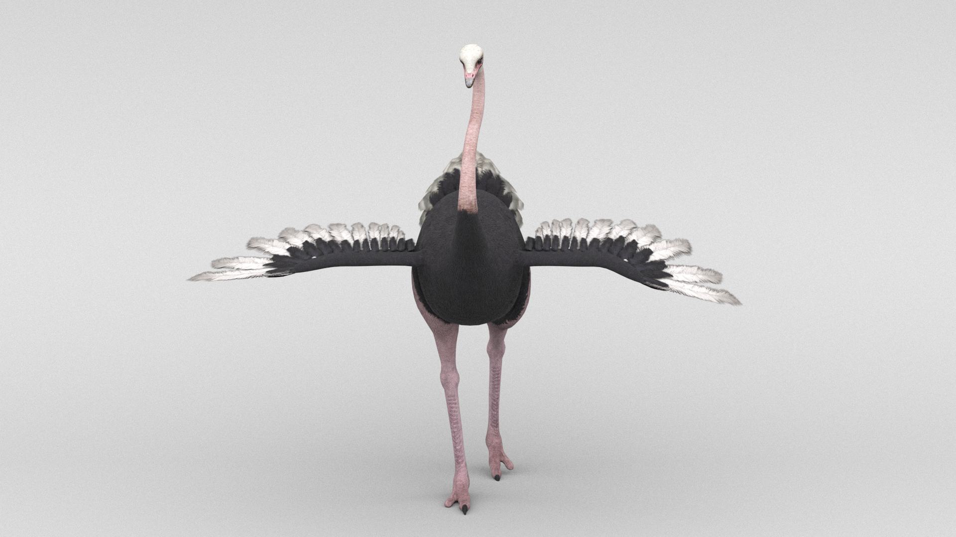 Ostrichmodel Model - TurboSquid 2314579