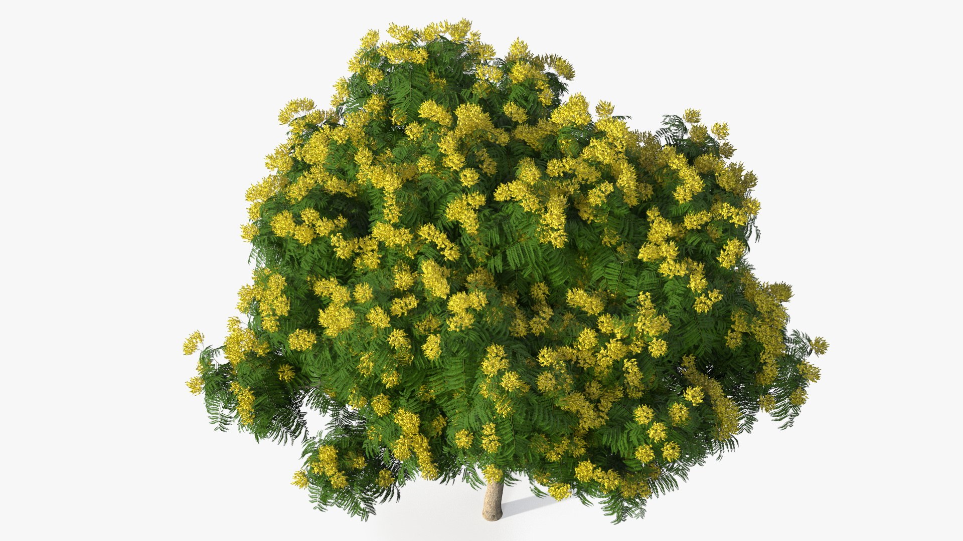 3D Peltophorum Pterocarpum Tree Flowers Model - TurboSquid 1705243