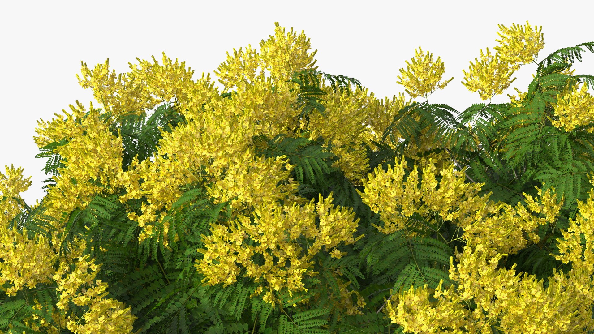 3D peltophorum pterocarpum tree flowers model - TurboSquid 1705243