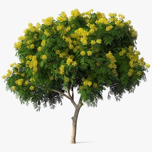 3D Flowering Tree Models - Browse & Download Formats - TurboSquid