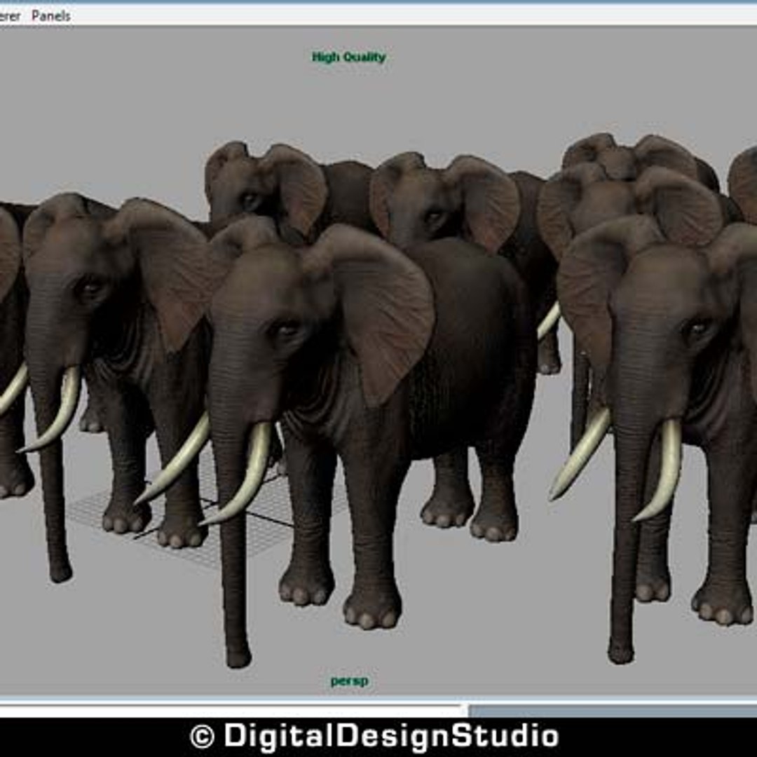 Maya African Elephant