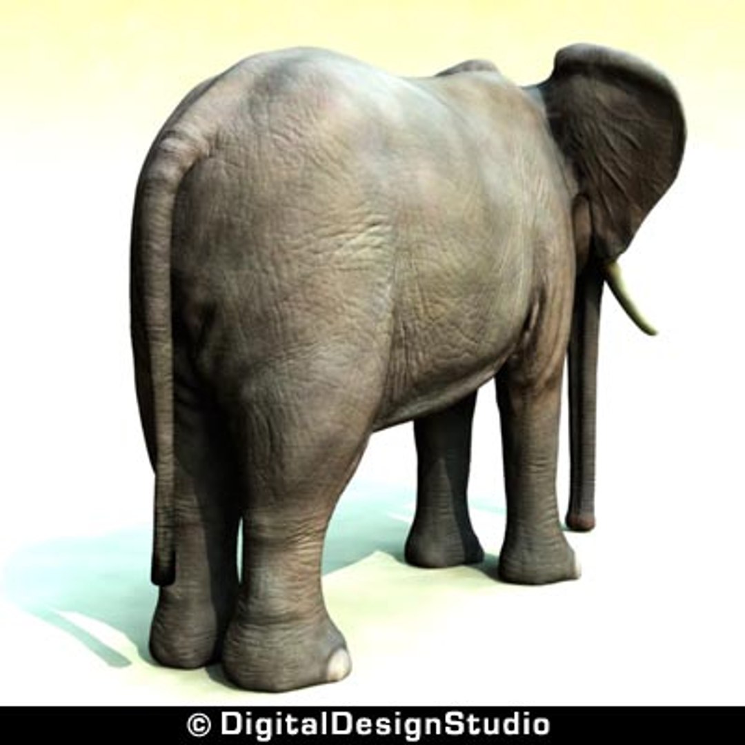 Maya African Elephant