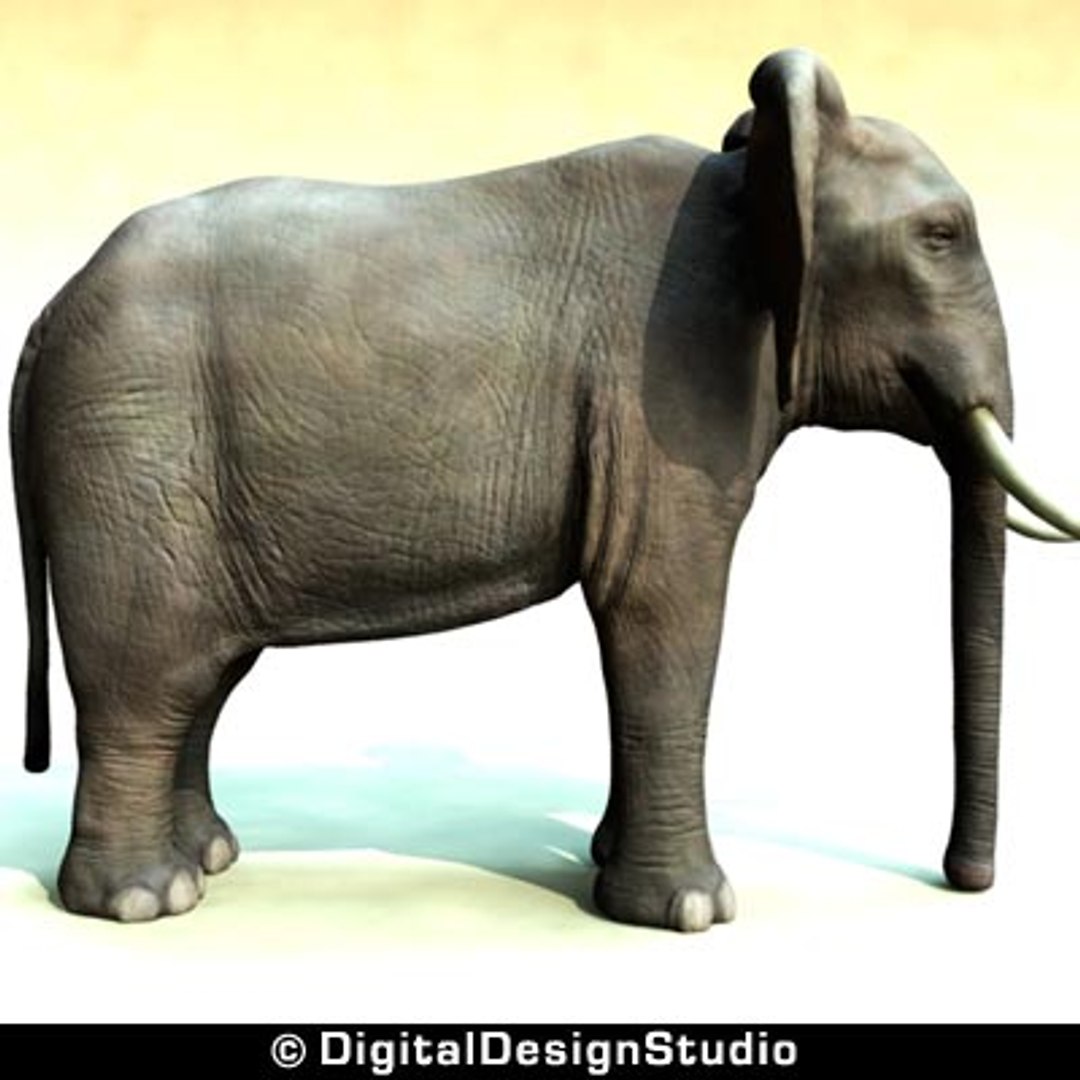 Maya African Elephant