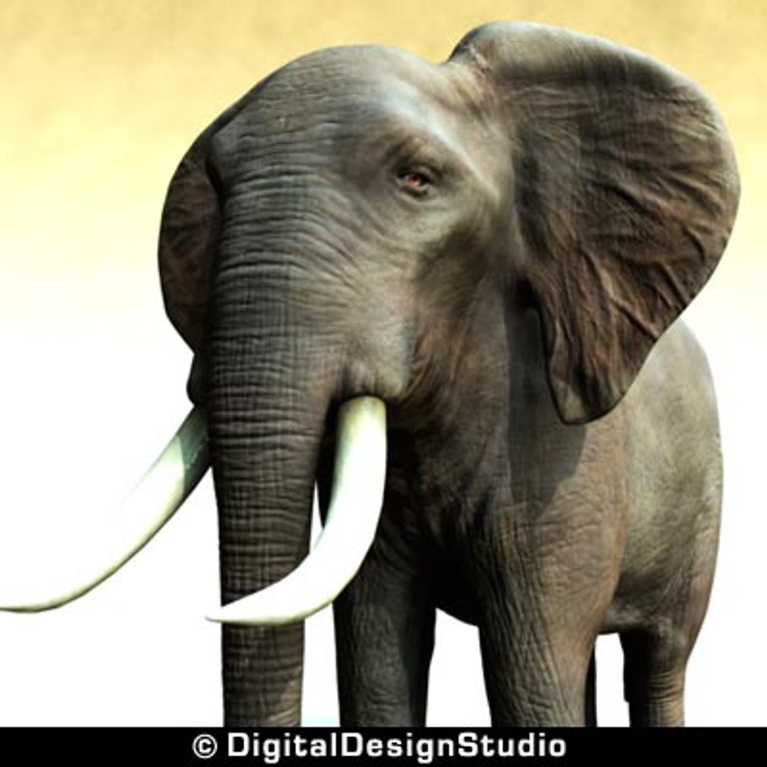 Maya African Elephant