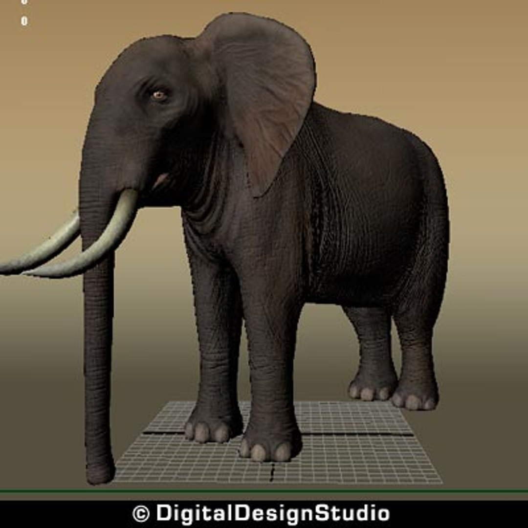 Maya African Elephant
