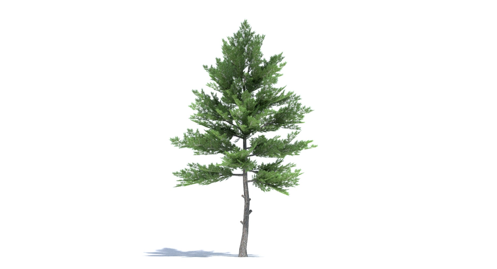 Pine Tree 3d Model