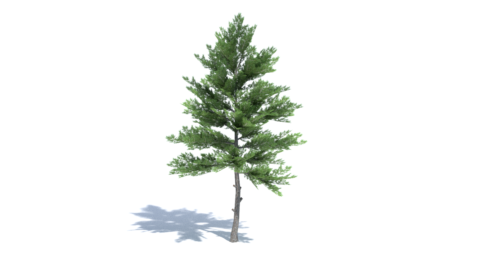 Pine Tree 3d Model