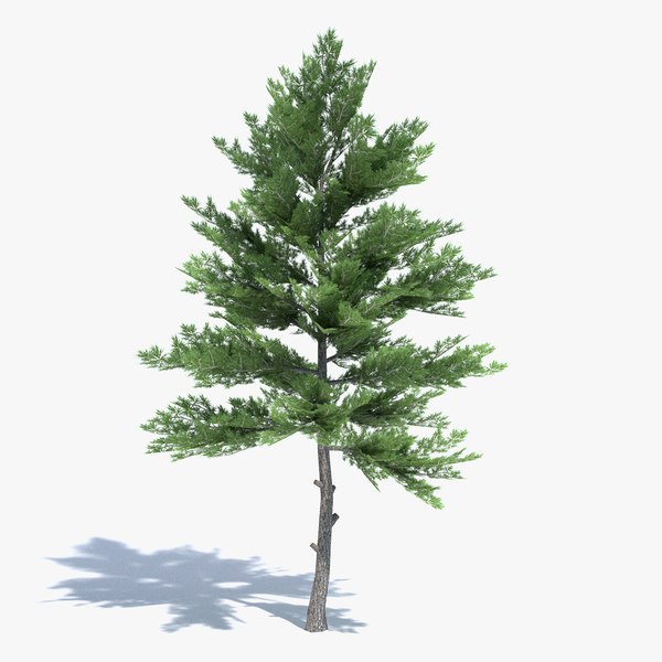 cartoon pine tree obj