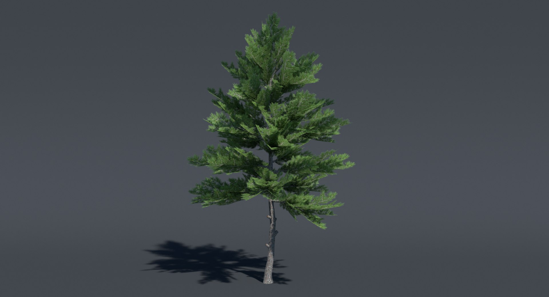 Pine Tree 3d Model