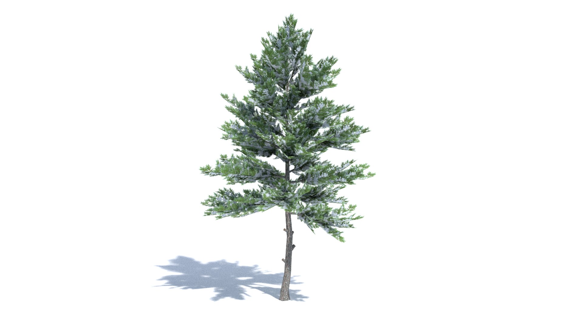 Pine Tree 3d Model