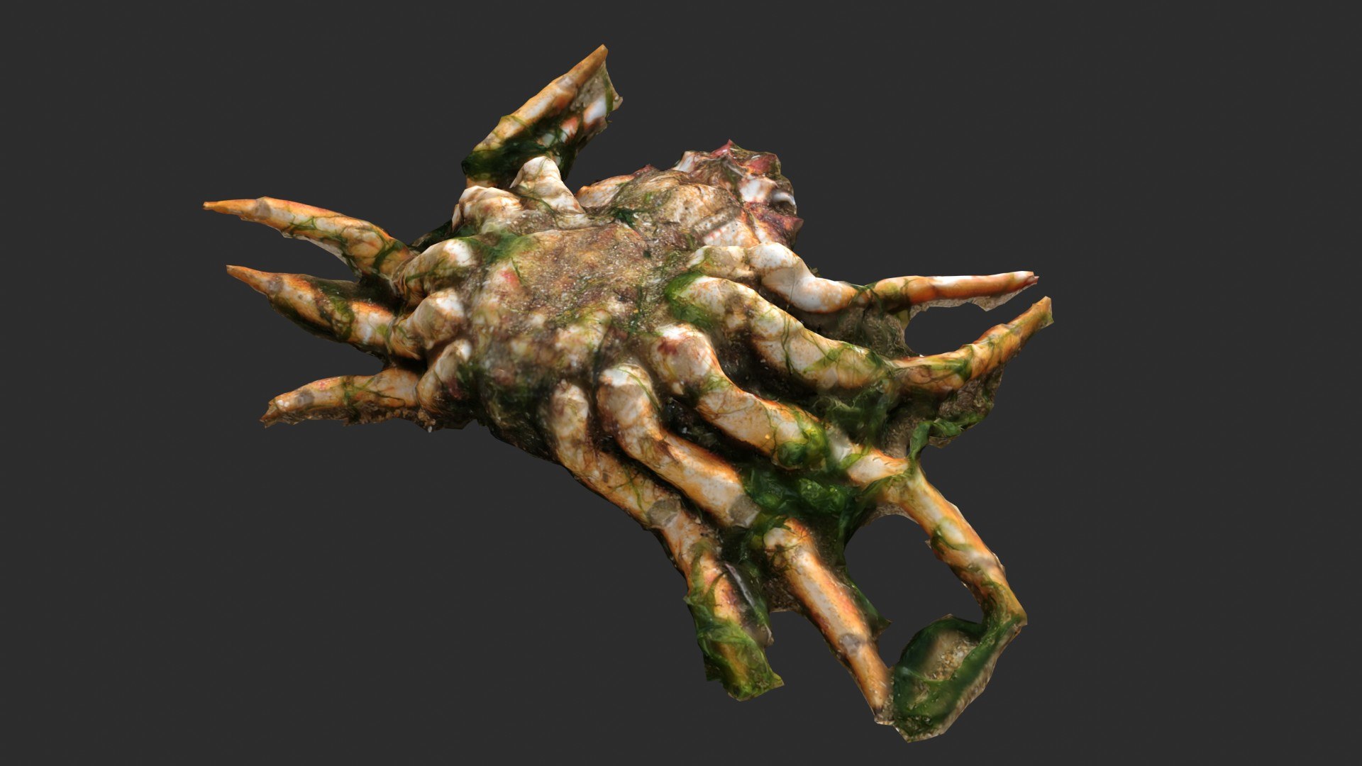 Dead Crab 2 model - TurboSquid 1786414