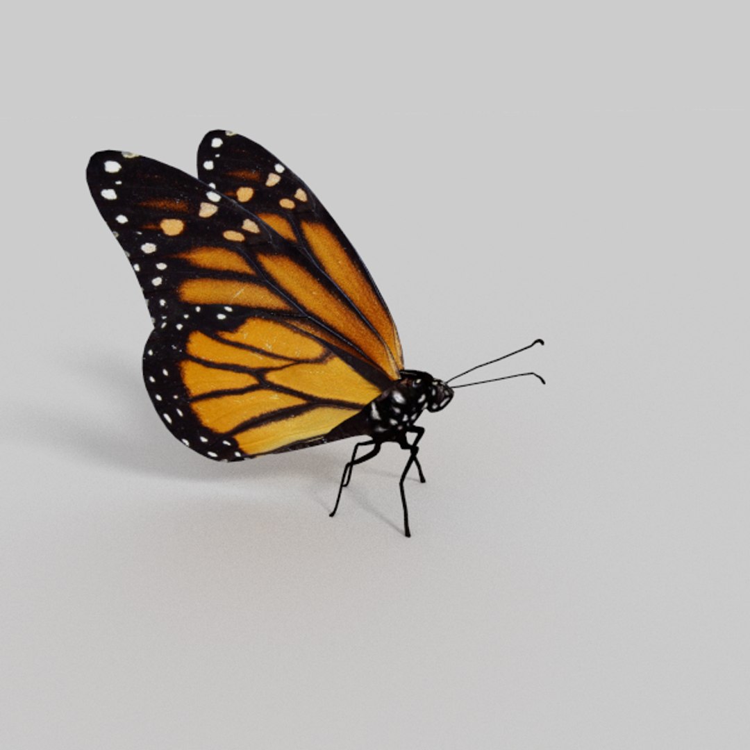 Monarch Butterfly Blend