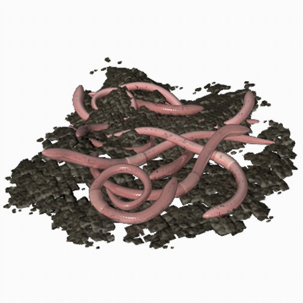 3d earth worm model