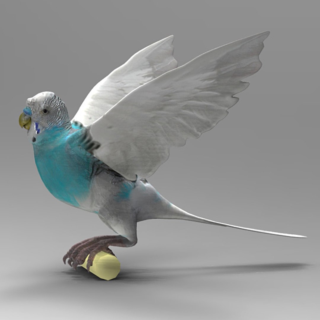 Parrot 3d Model