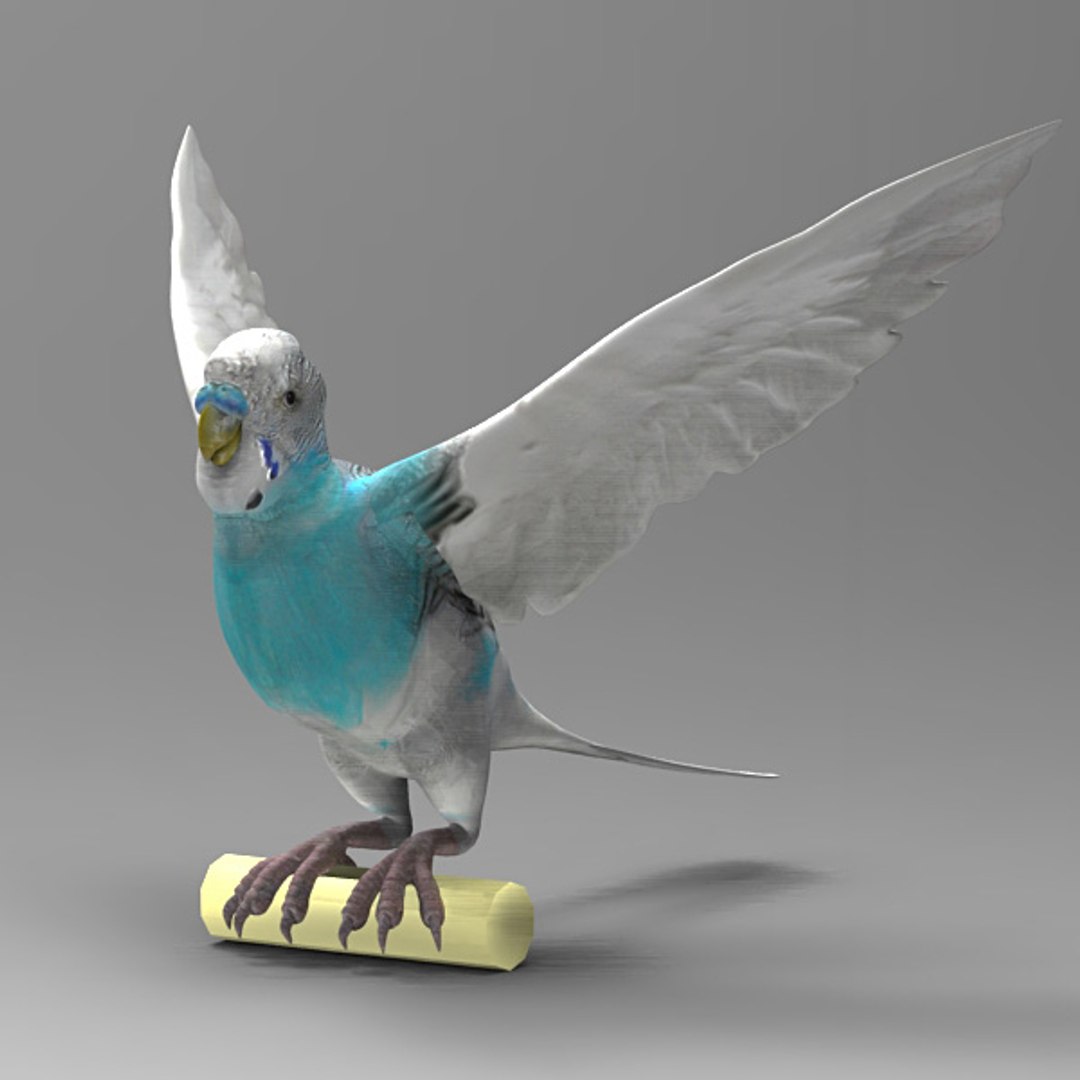 Parrot 3d Model