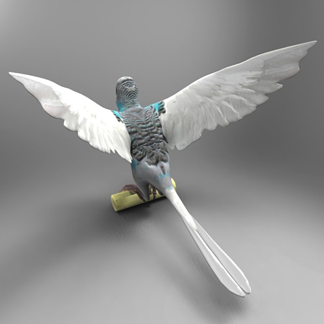 Parrot 3d Model