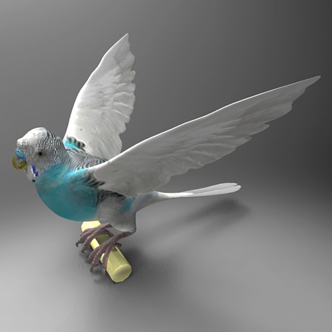 Parrot 3d Model
