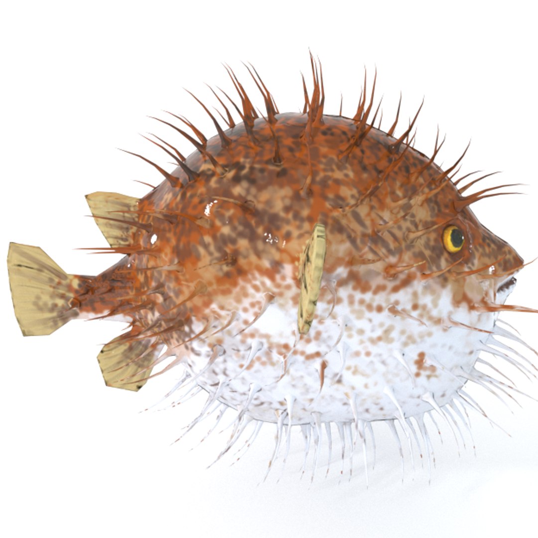 Fish Blowfish Model - TurboSquid 1316759