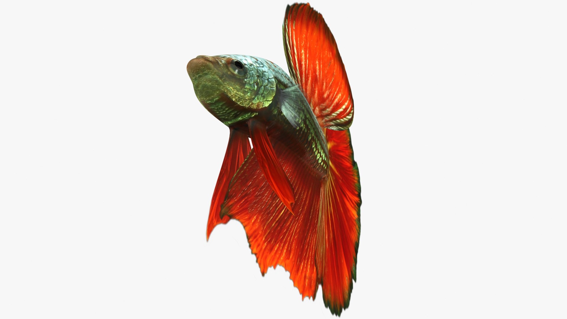 3D Male Betta Animation - TurboSquid 1549056