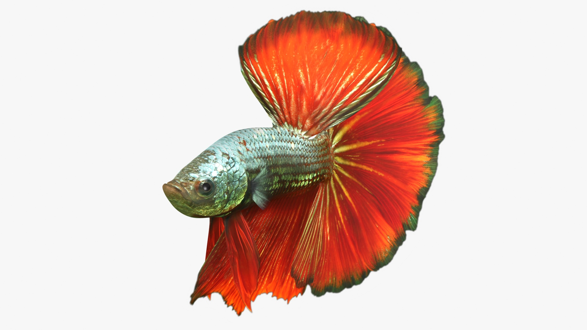 3D Male Betta Animation - TurboSquid 1549056