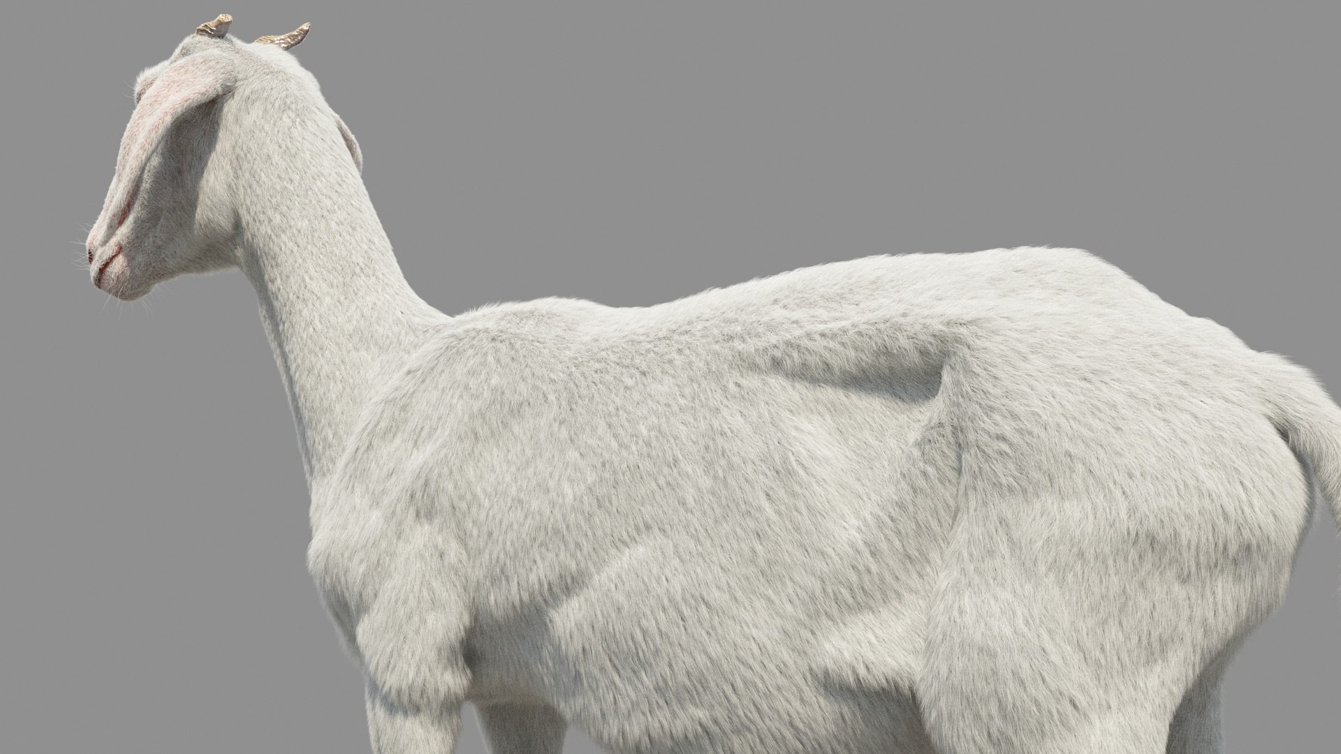 Ornatrix Hair Zbrush 3D Model - TurboSquid 1665341