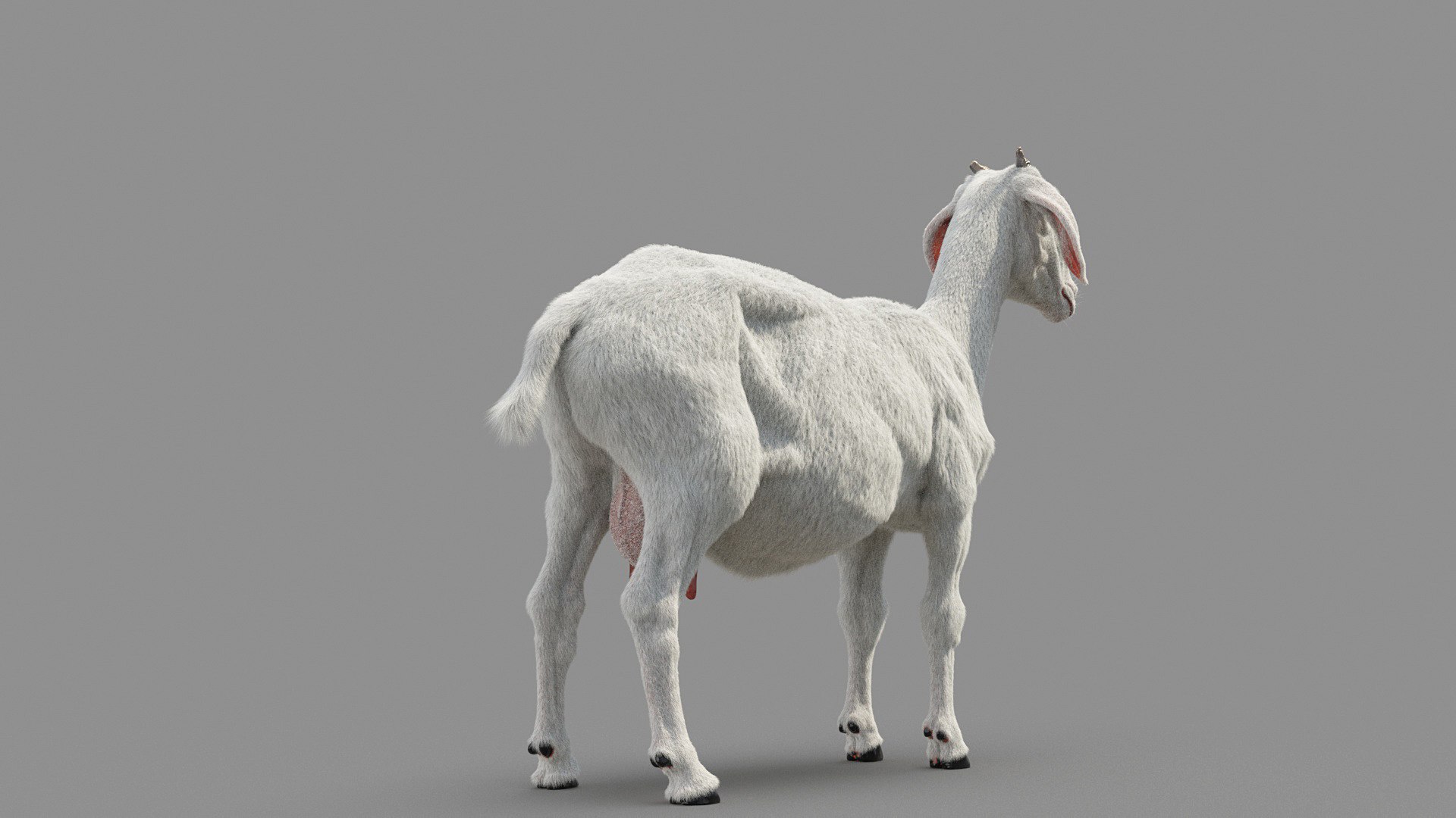 Ornatrix Hair Zbrush 3D Model - TurboSquid 1665341