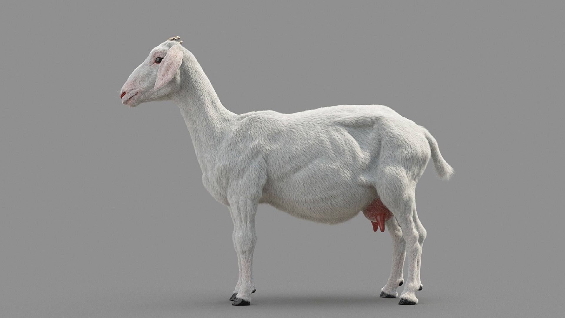 Ornatrix Hair Zbrush 3D Model - TurboSquid 1665341