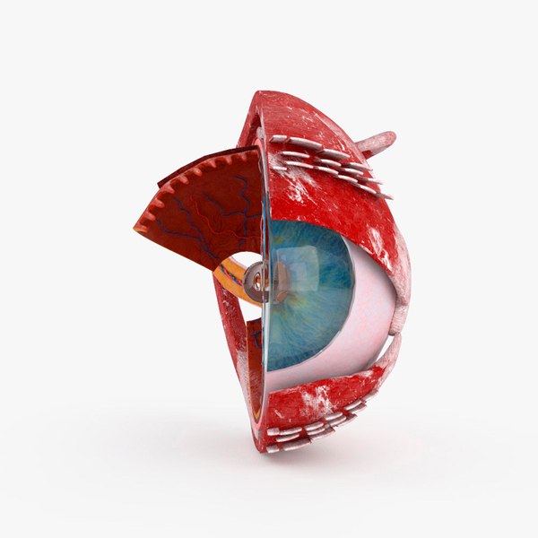 modelo 3d Human Eye Cross Section - TurboSquid 1994110