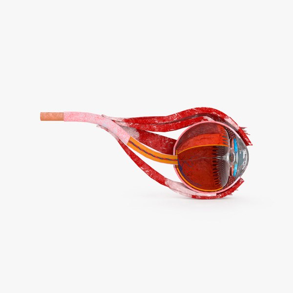 modelo 3d Human Eye Cross Section - TurboSquid 1994110