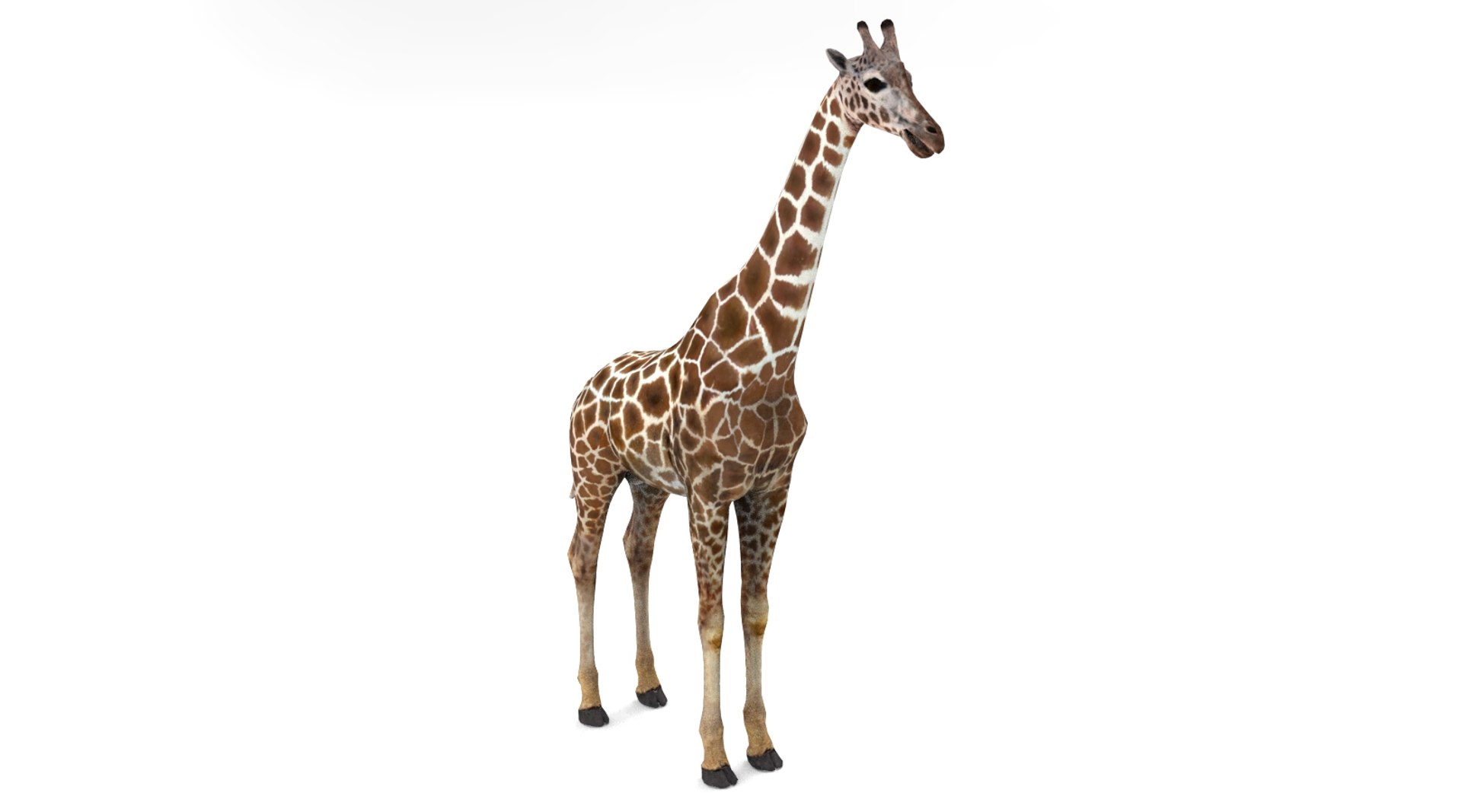 Giraffe - Animated 3D model - TurboSquid 2110168