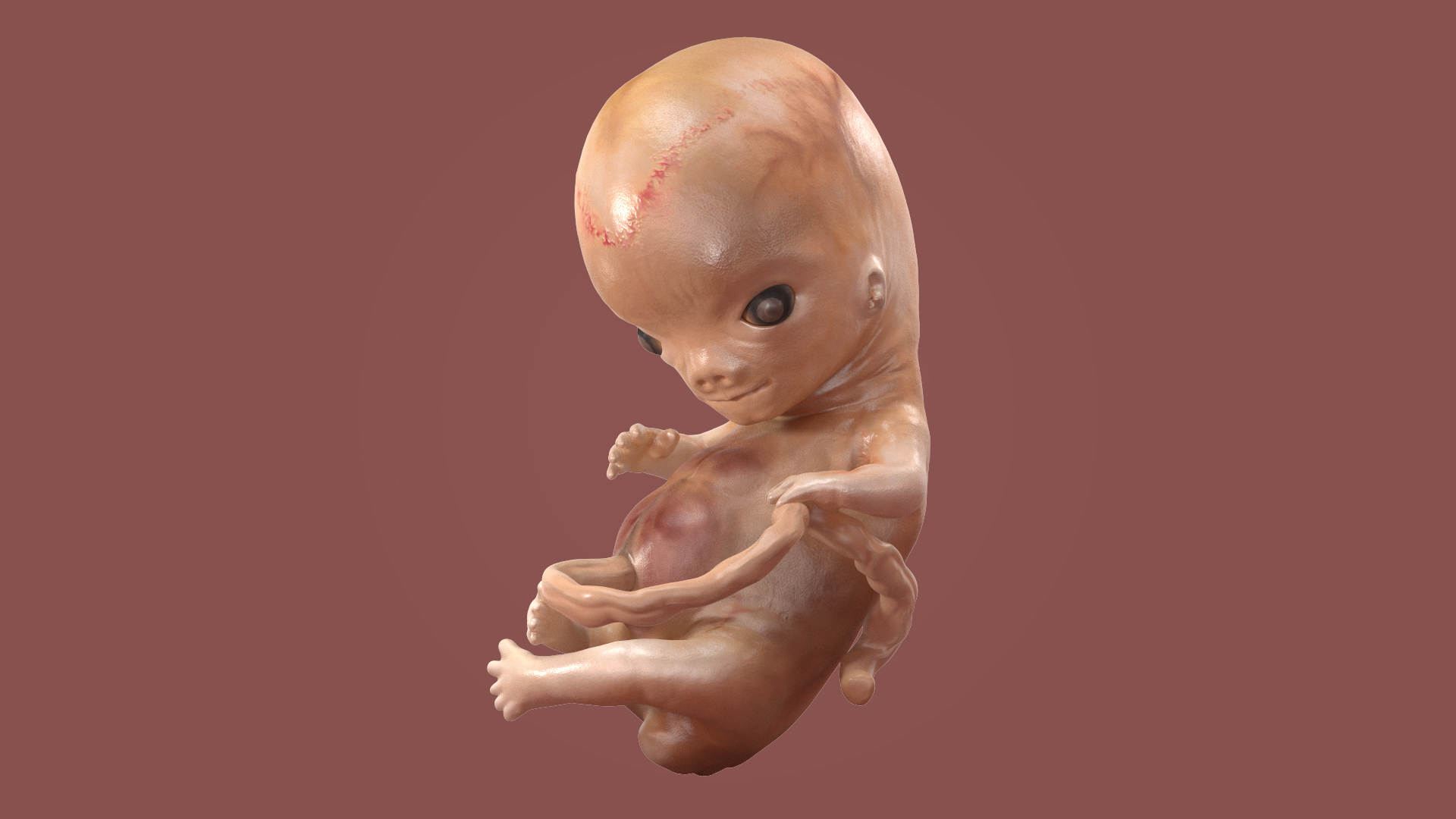 3D Model Human Embryo 8 Weeks - TurboSquid 1665163