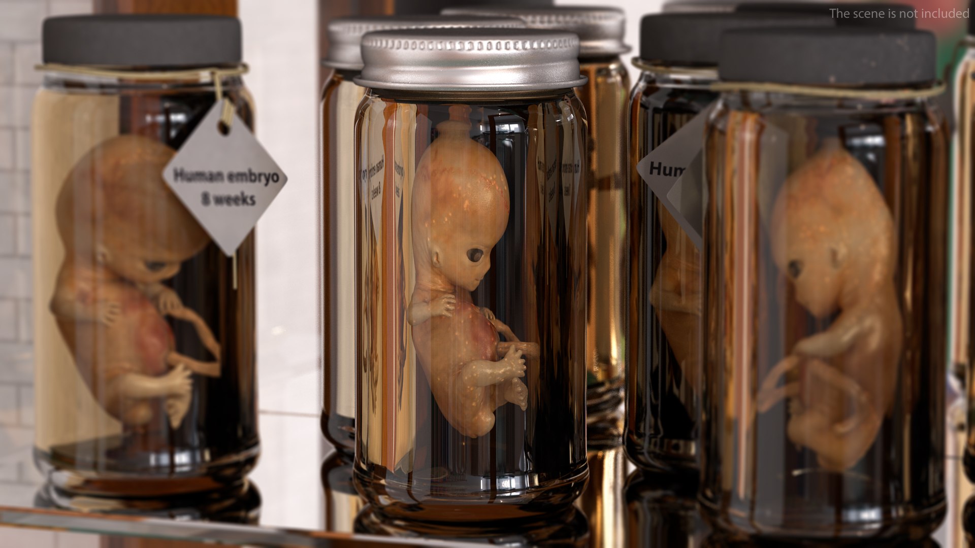 3D Model Human Embryo 8 Weeks - TurboSquid 1665163