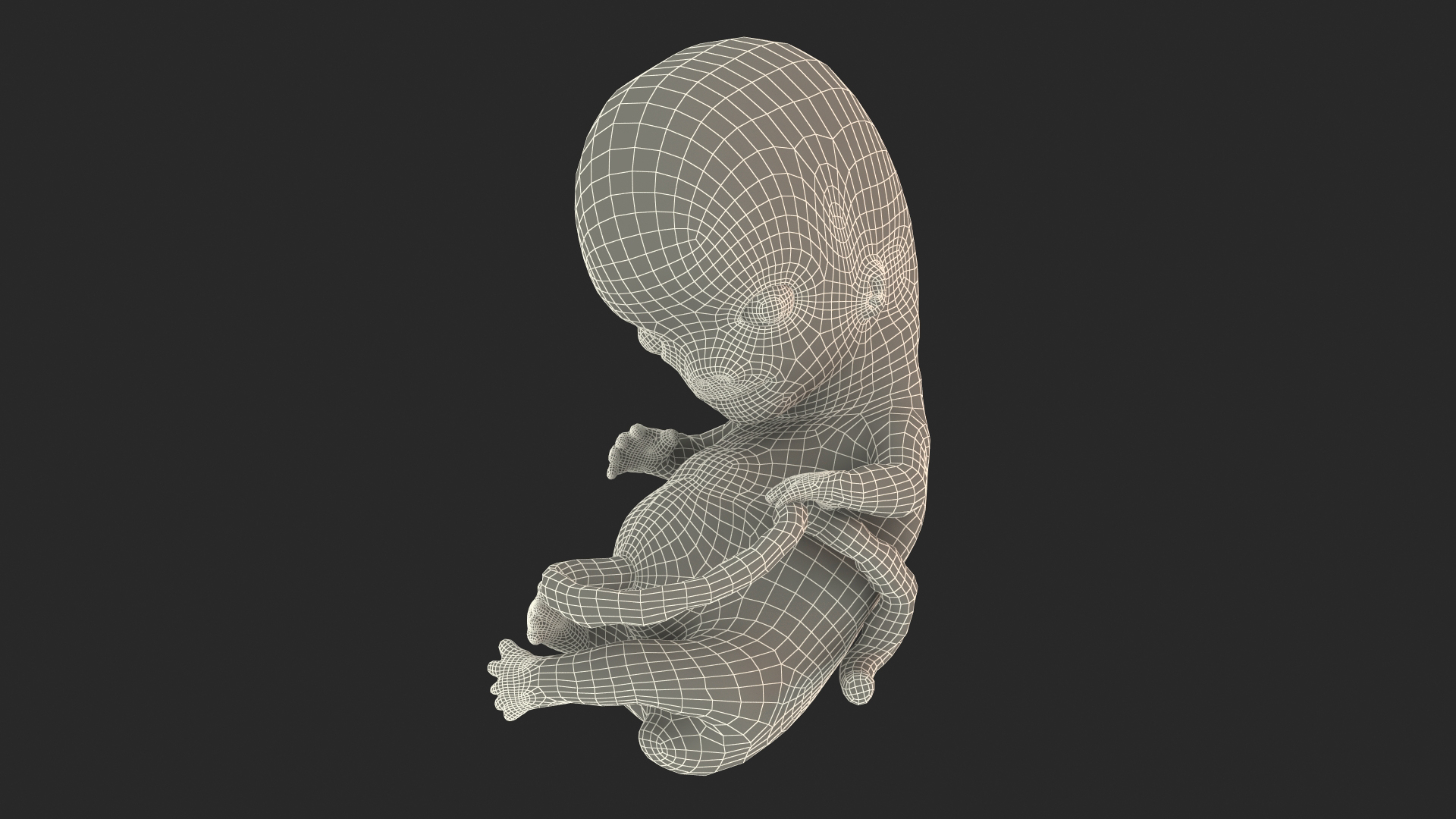 3D Model Human Embryo 8 Weeks - TurboSquid 1665163