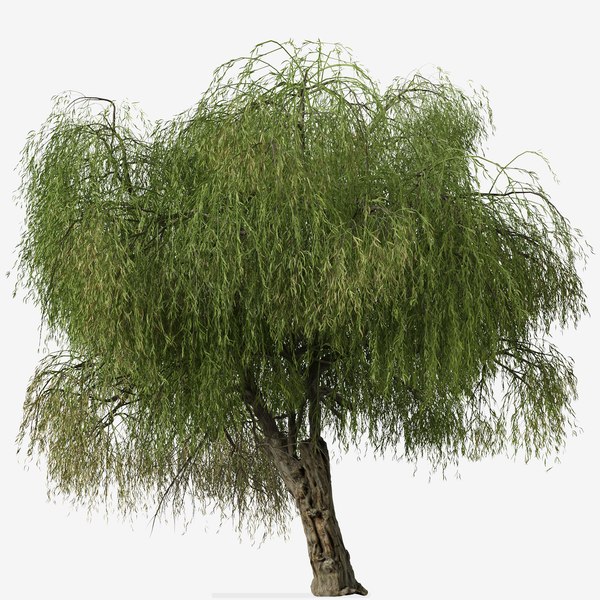 Set of Peppermint Willow or Agonis flexuosa Tree 3D model - TurboSquid ...