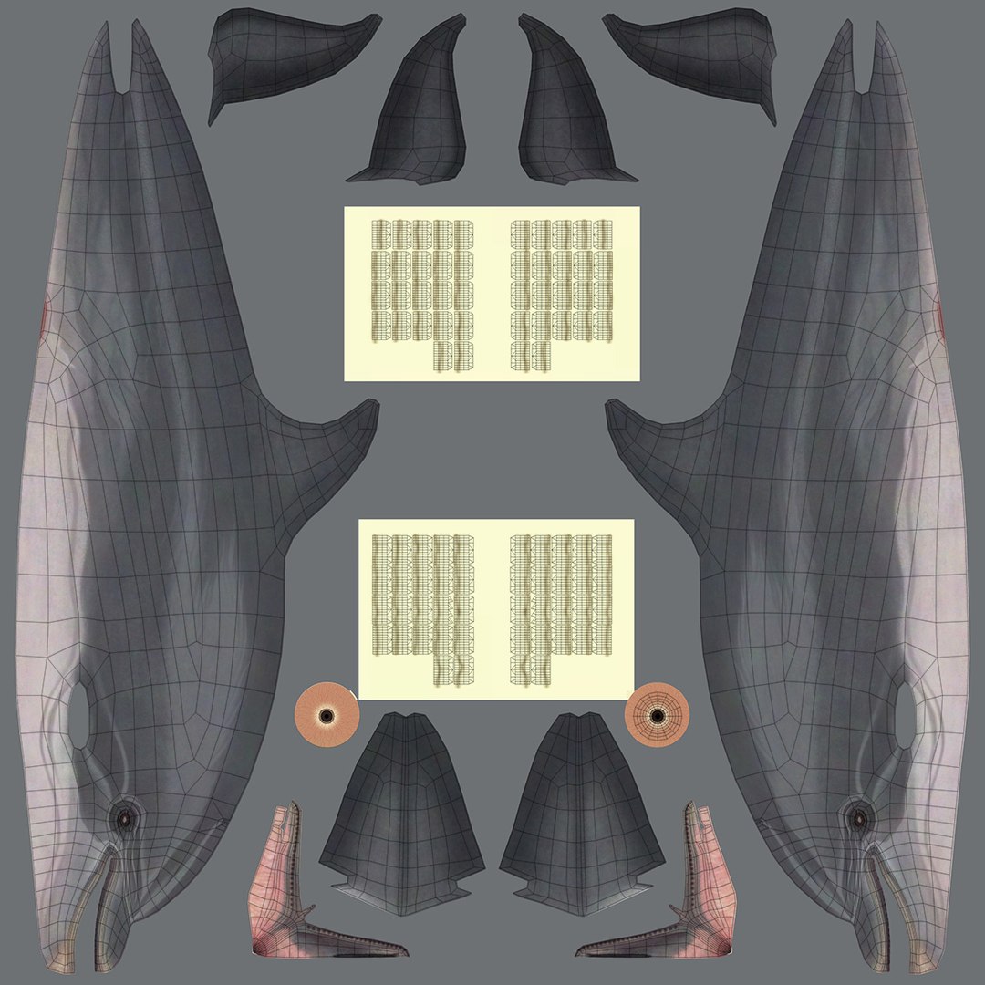 bottlenose dolphin obj