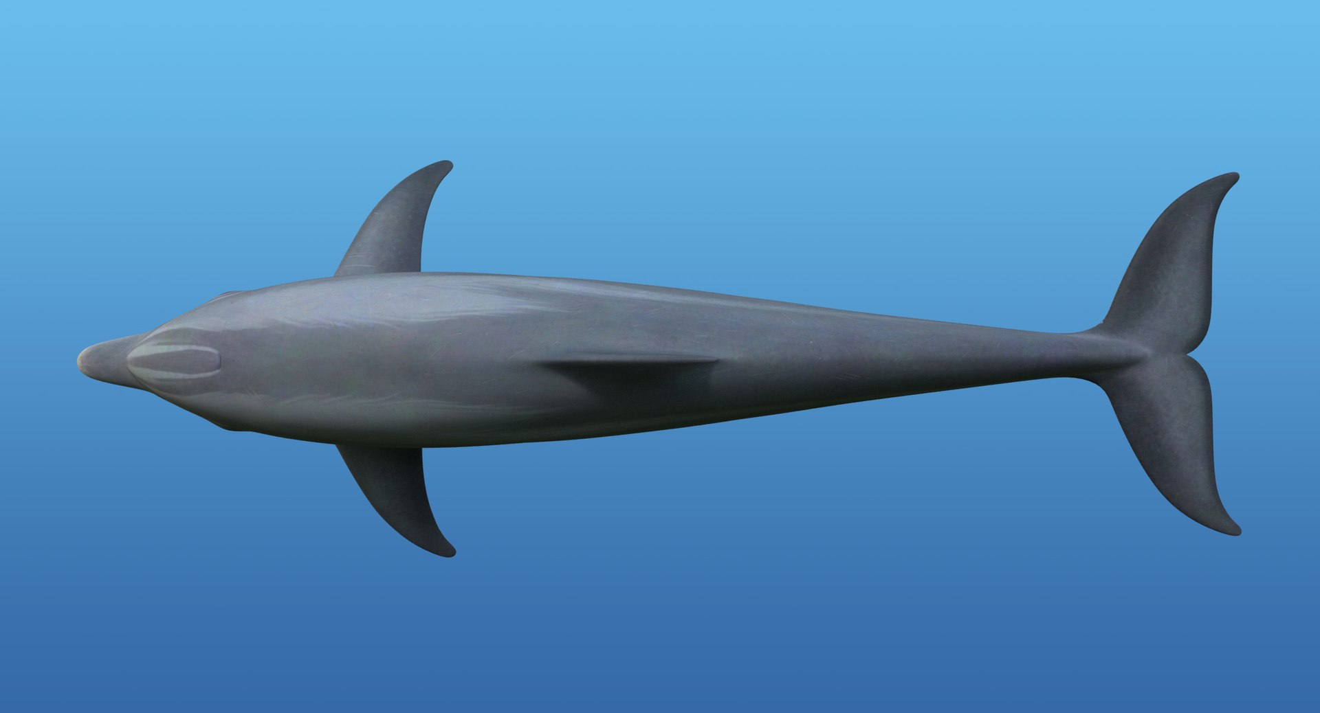 Bottlenose Dolphin Obj