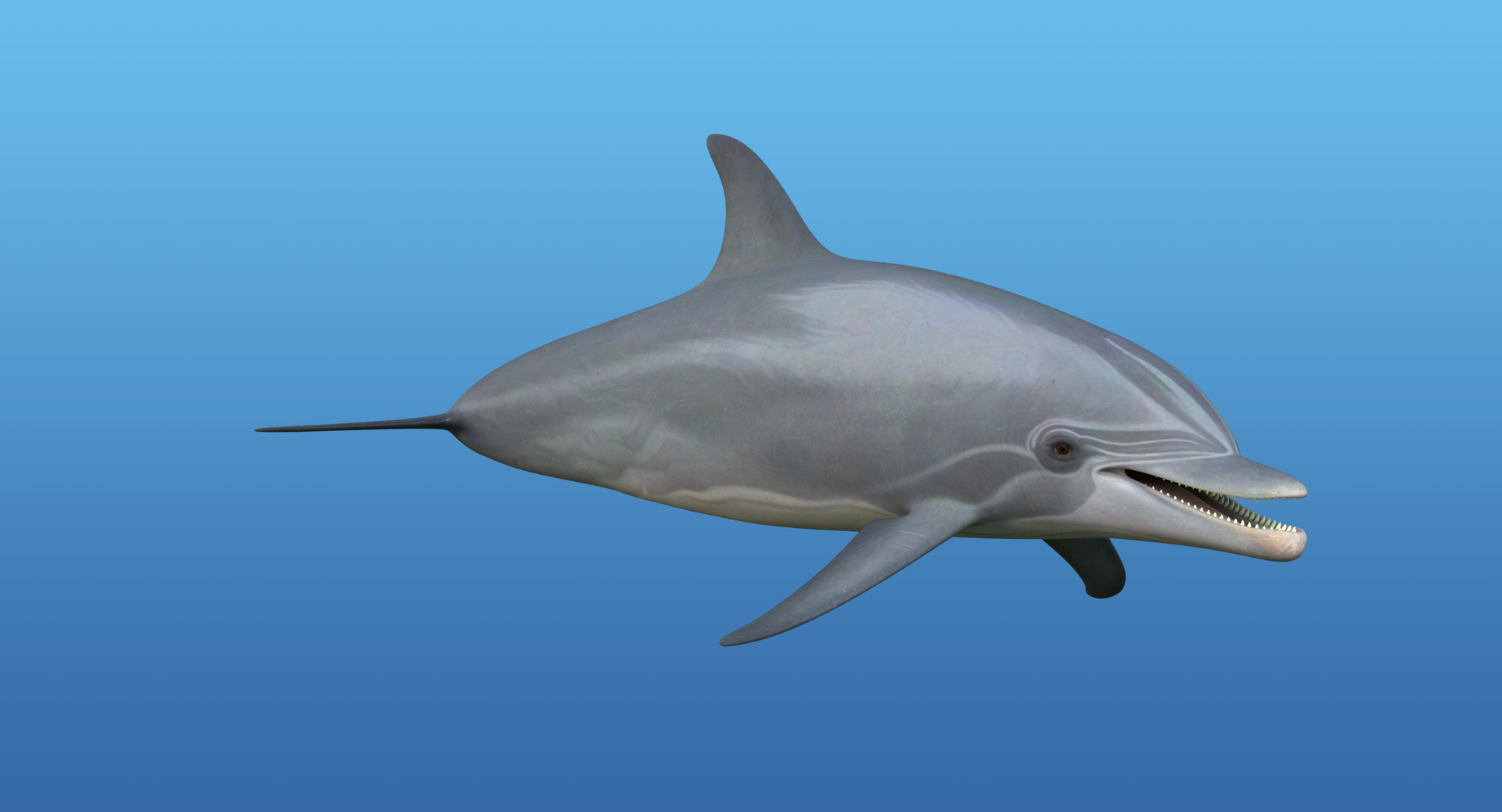 Bottlenose Dolphin Obj