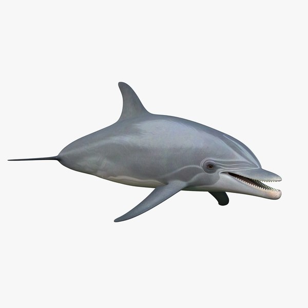 modelo 3d Delfín - TurboSquid 711534