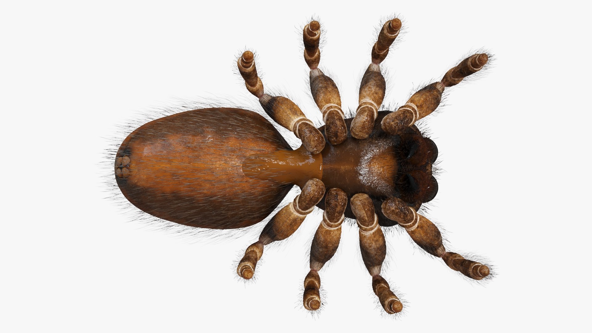 Jumping Spider Static Model - TurboSquid 2009748