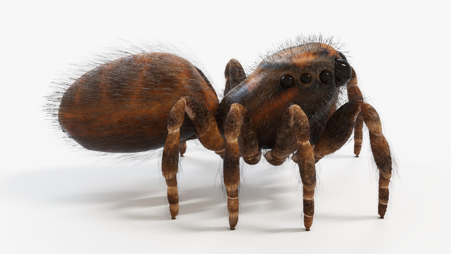 Jumping Spider Static Model - TurboSquid 2009748