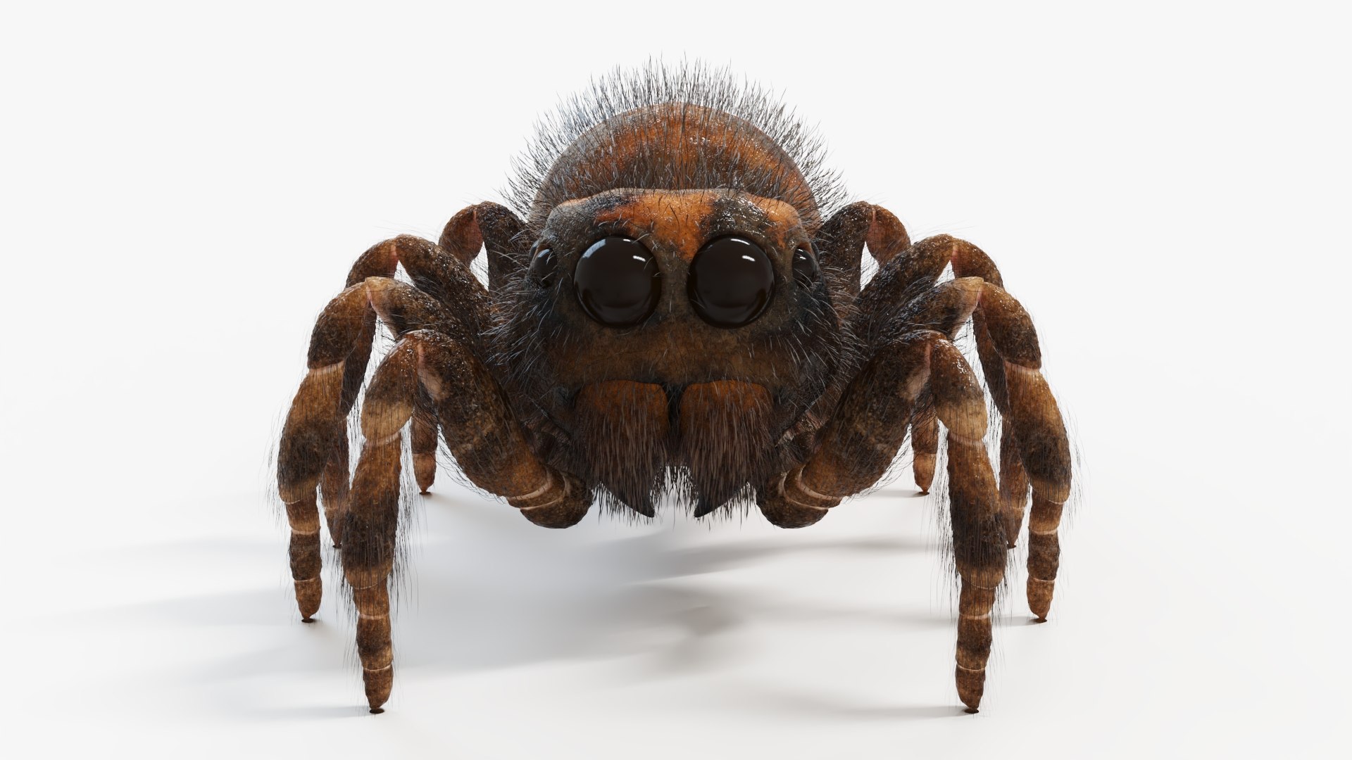 Jumping Spider Static Model - TurboSquid 2009748