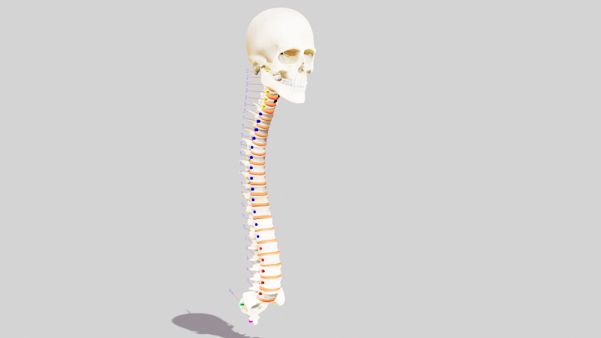 3D Model Human Vertebral Column Spine Skeleton - TurboSquid 1657628