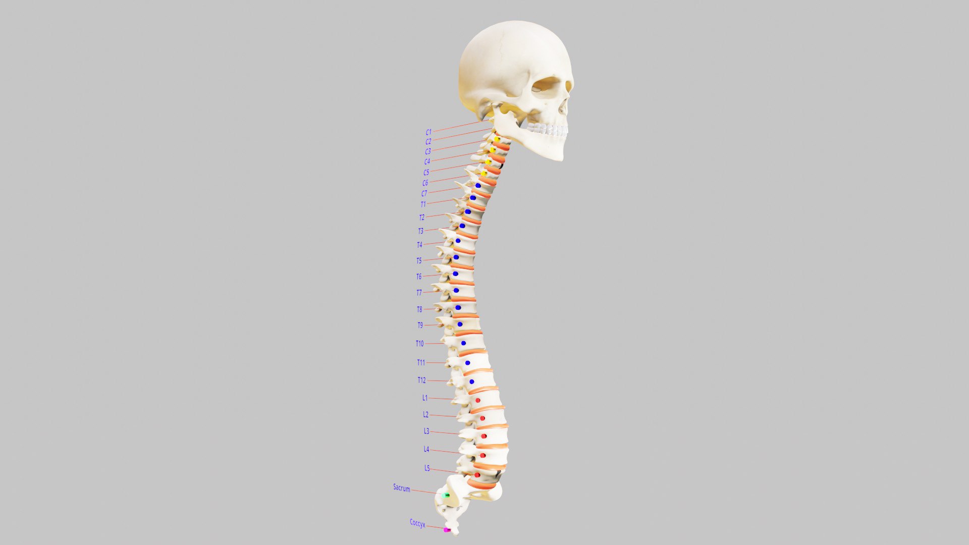 3D Model Human Vertebral Column Spine Skeleton - TurboSquid 1657628