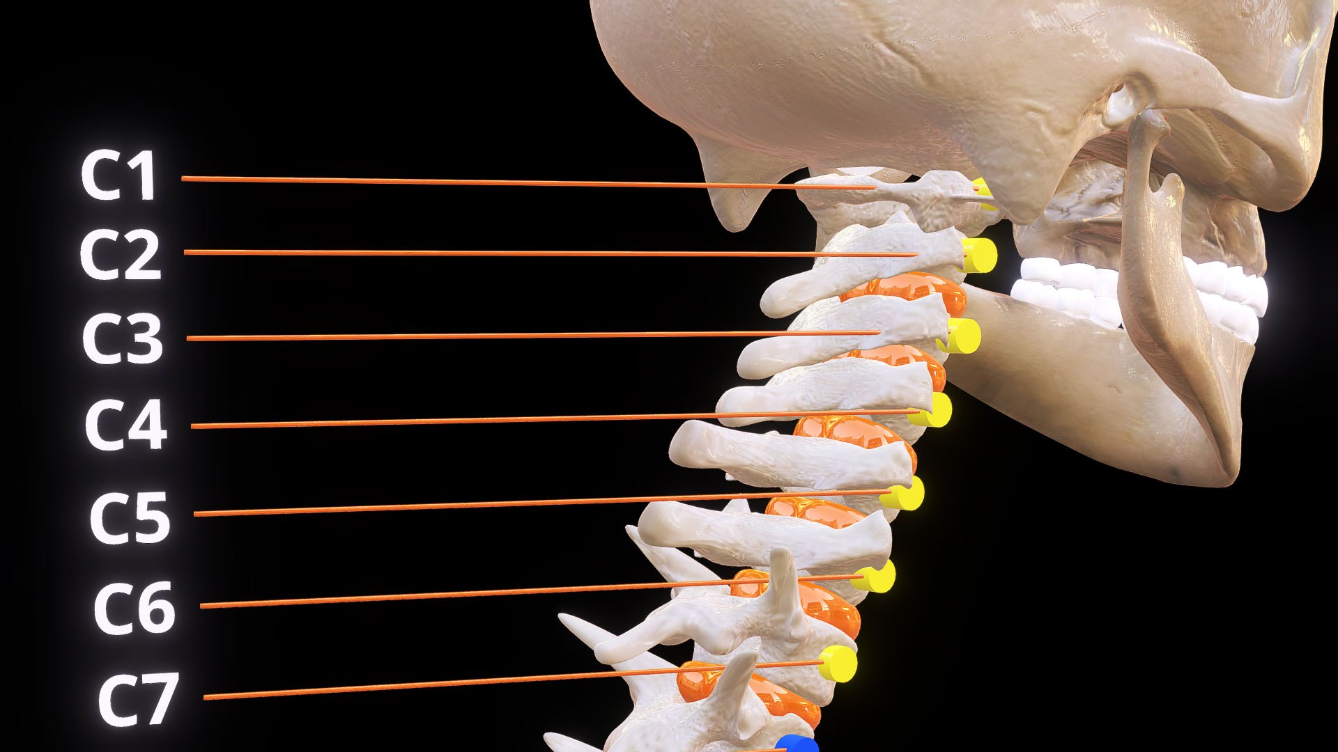 3D Model Human Vertebral Column Spine Skeleton - TurboSquid 1657628