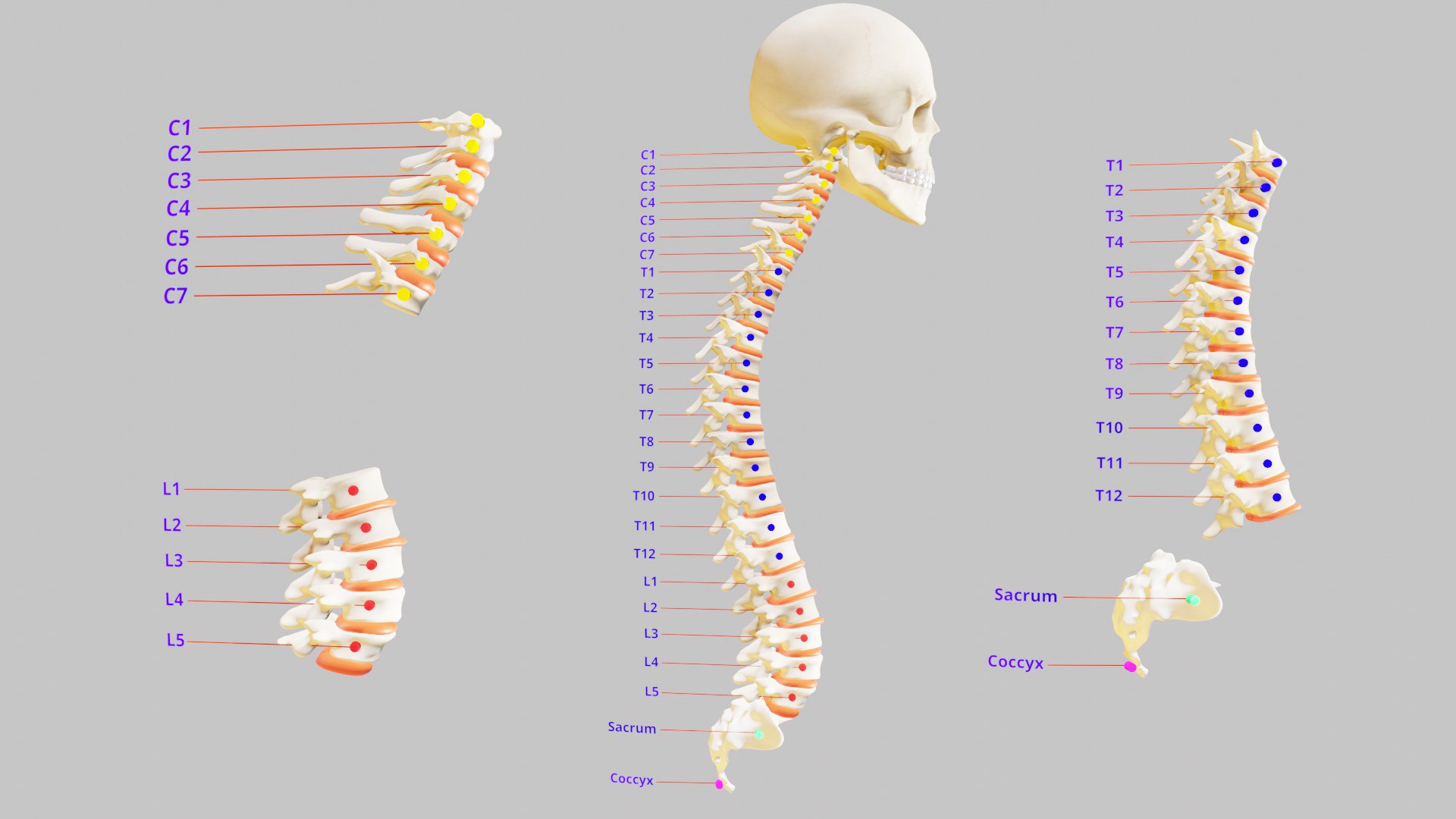 3D Model Human Vertebral Column Spine Skeleton - TurboSquid 1657628