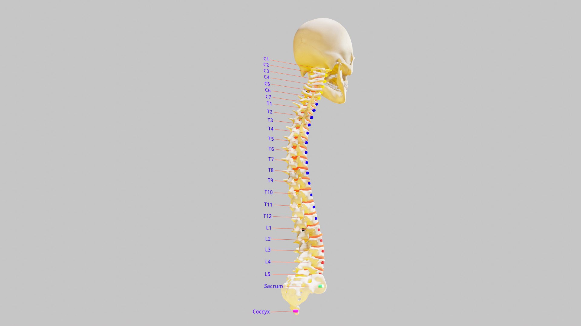 3D Model Human Vertebral Column Spine Skeleton - TurboSquid 1657628