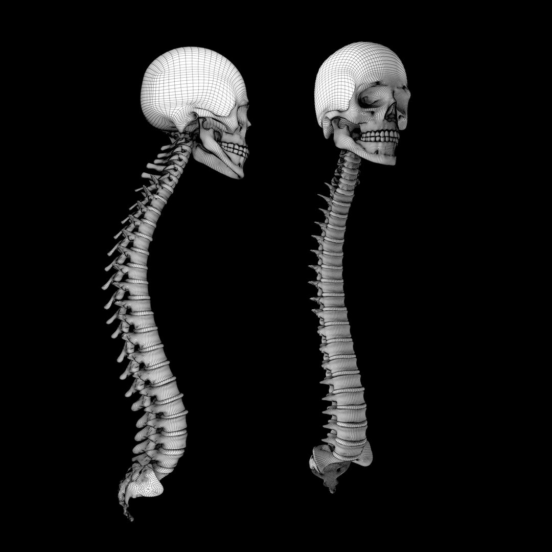 3D Model Human Vertebral Column Spine Skeleton - TurboSquid 1657628