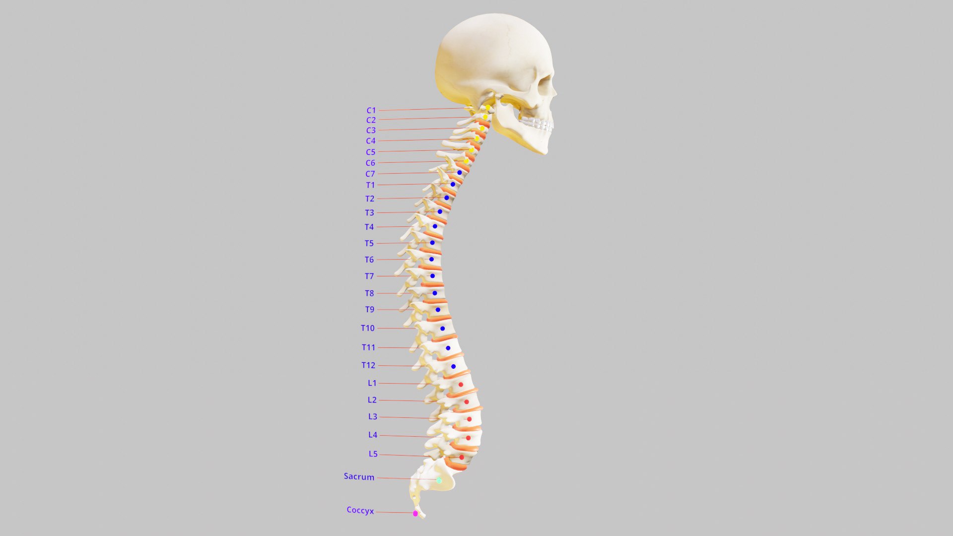 3D Model Human Vertebral Column Spine Skeleton - TurboSquid 1657628