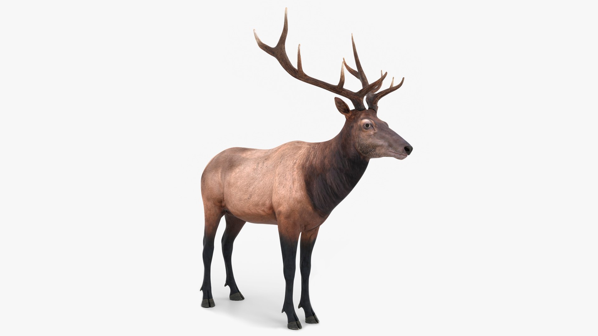 Realistisches Wapiti-Rig für Blender 3D-Modell - TurboSquid 2516752