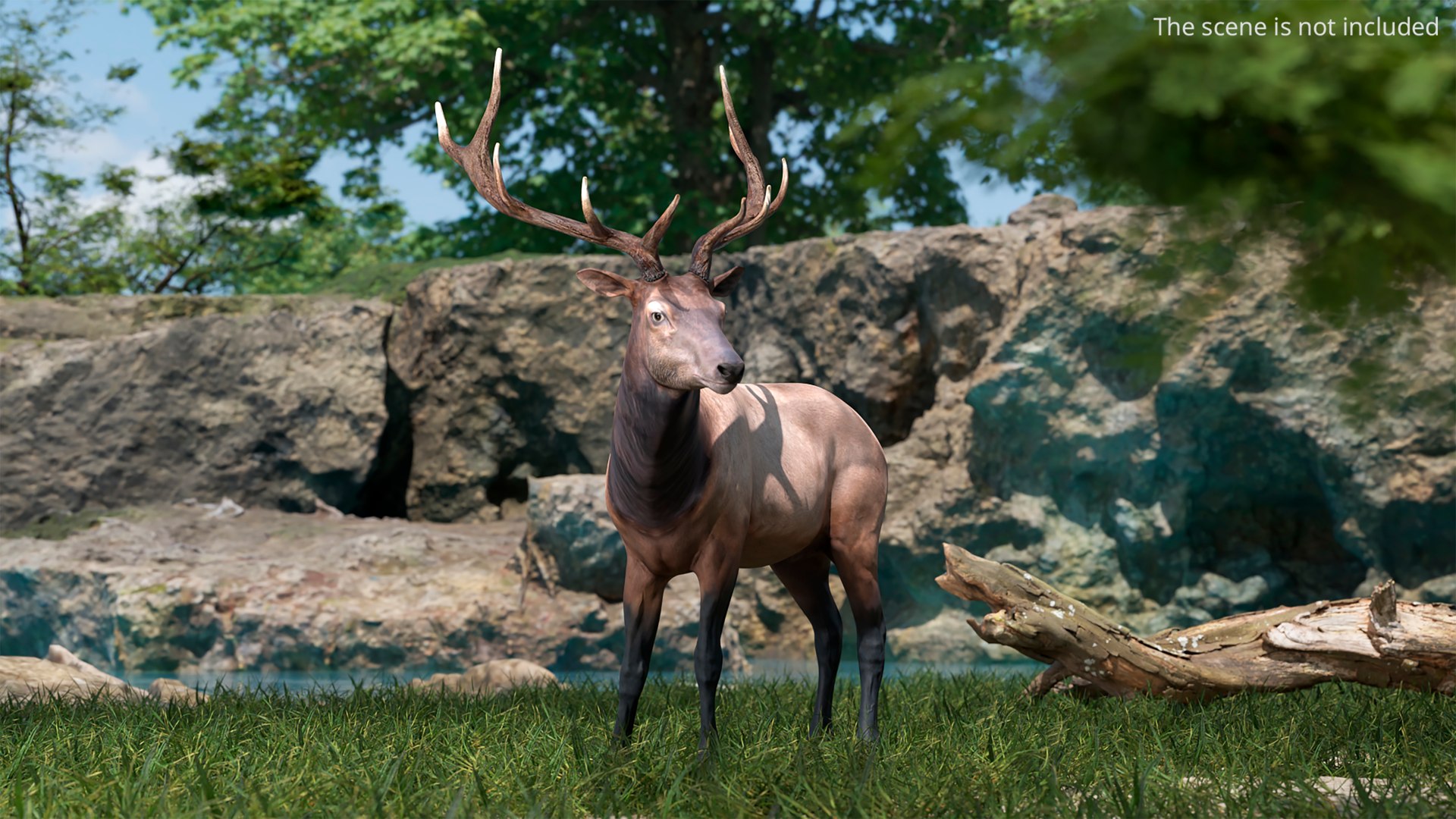 3D Realistic Wapiti Rigged For Blender Model - TurboSquid 2516752